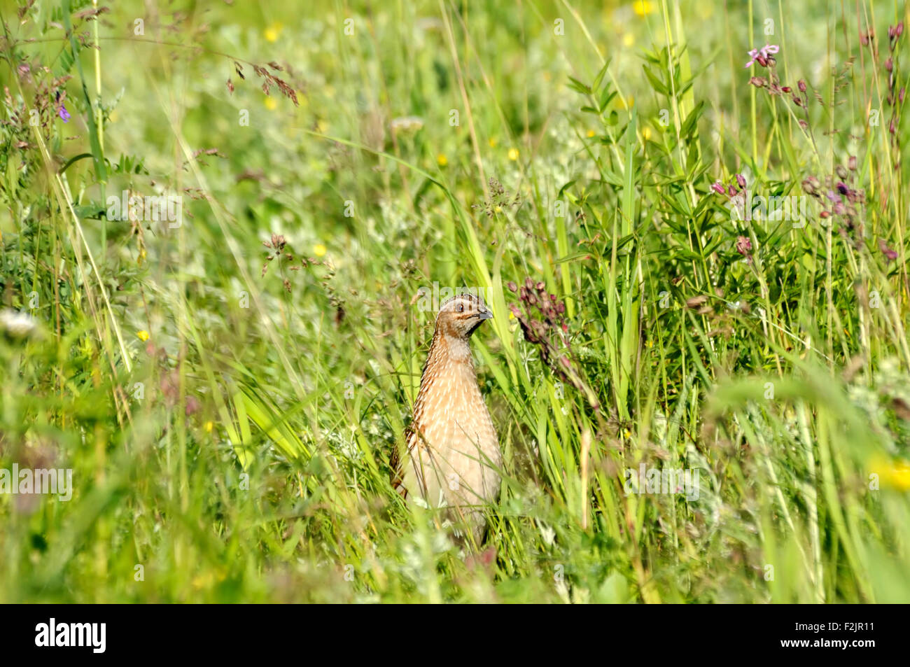 Common quail in grass hi-res stock photography and images - Alamy