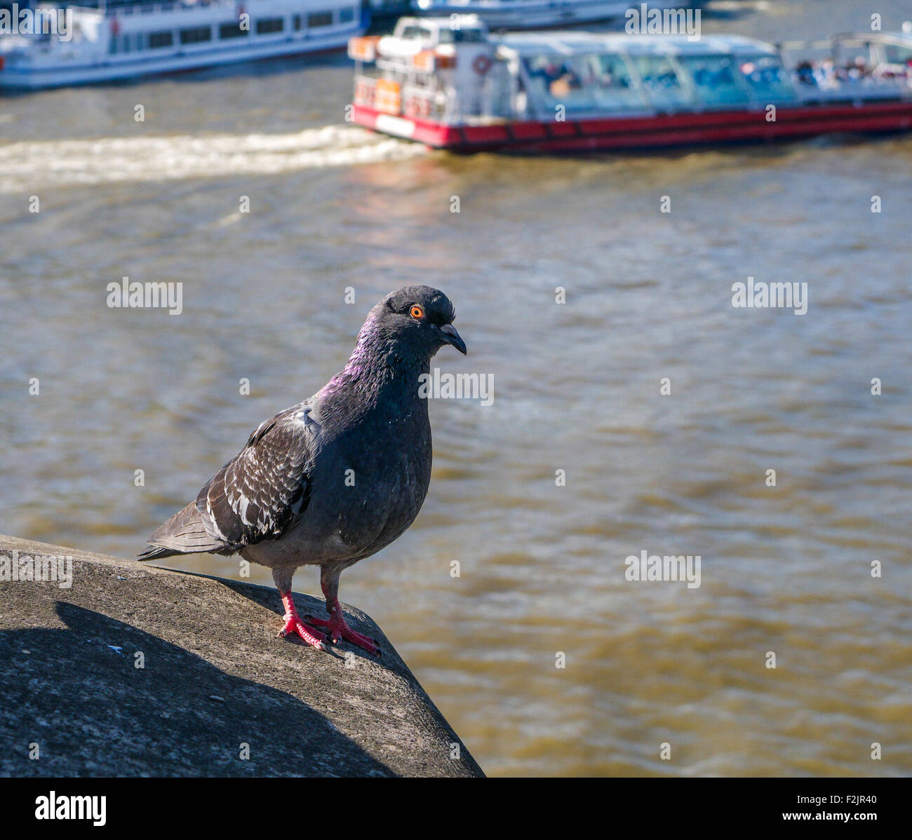 Cheeky pigeon hi-res stock photography and images - Alamy