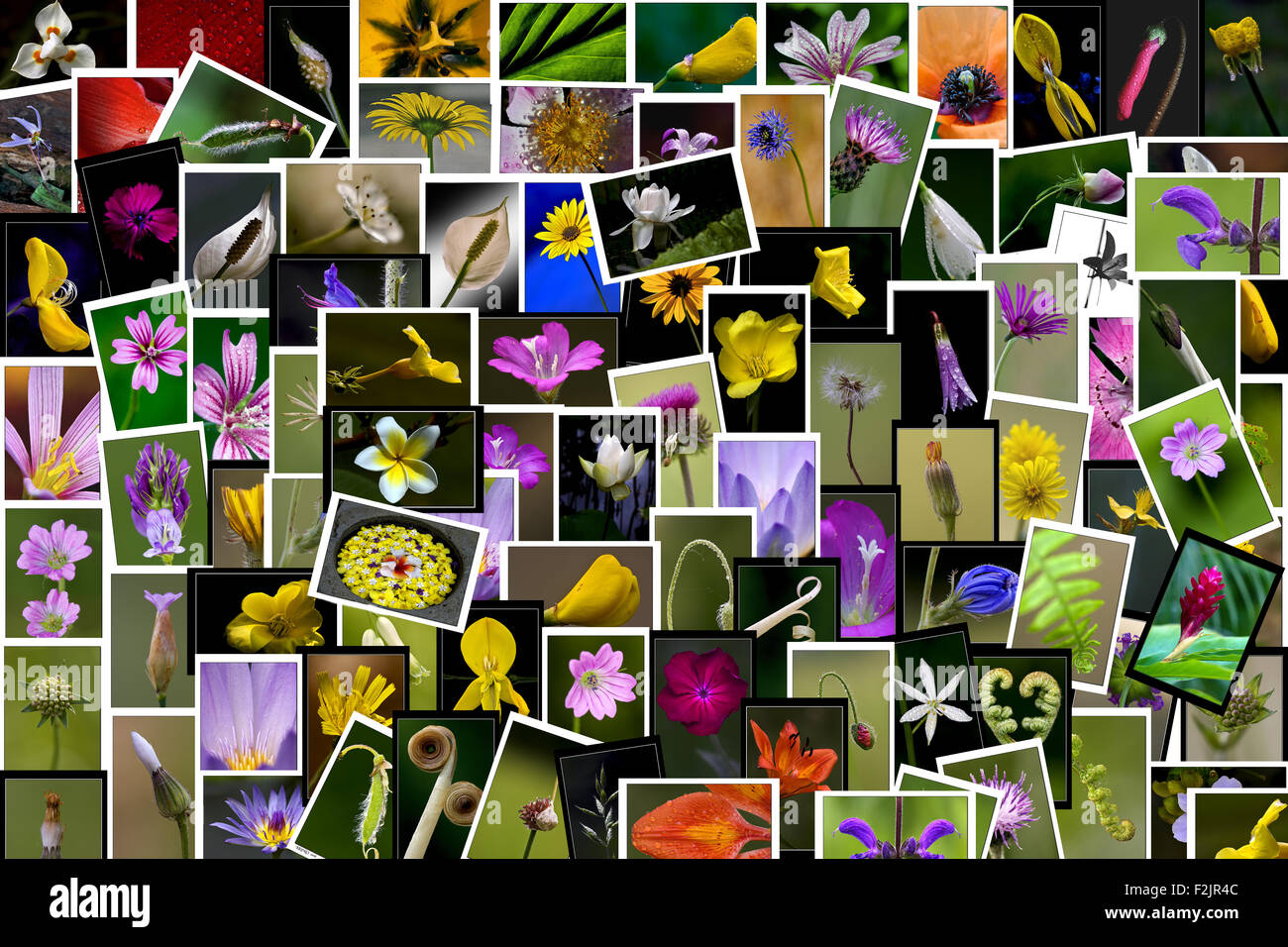 images from flower in a patch Stock Photo - Alamy