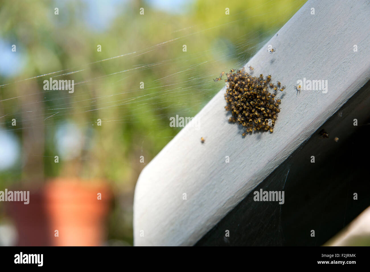 Argiope aurantia spiderlings hi-res stock photography and images - Alamy