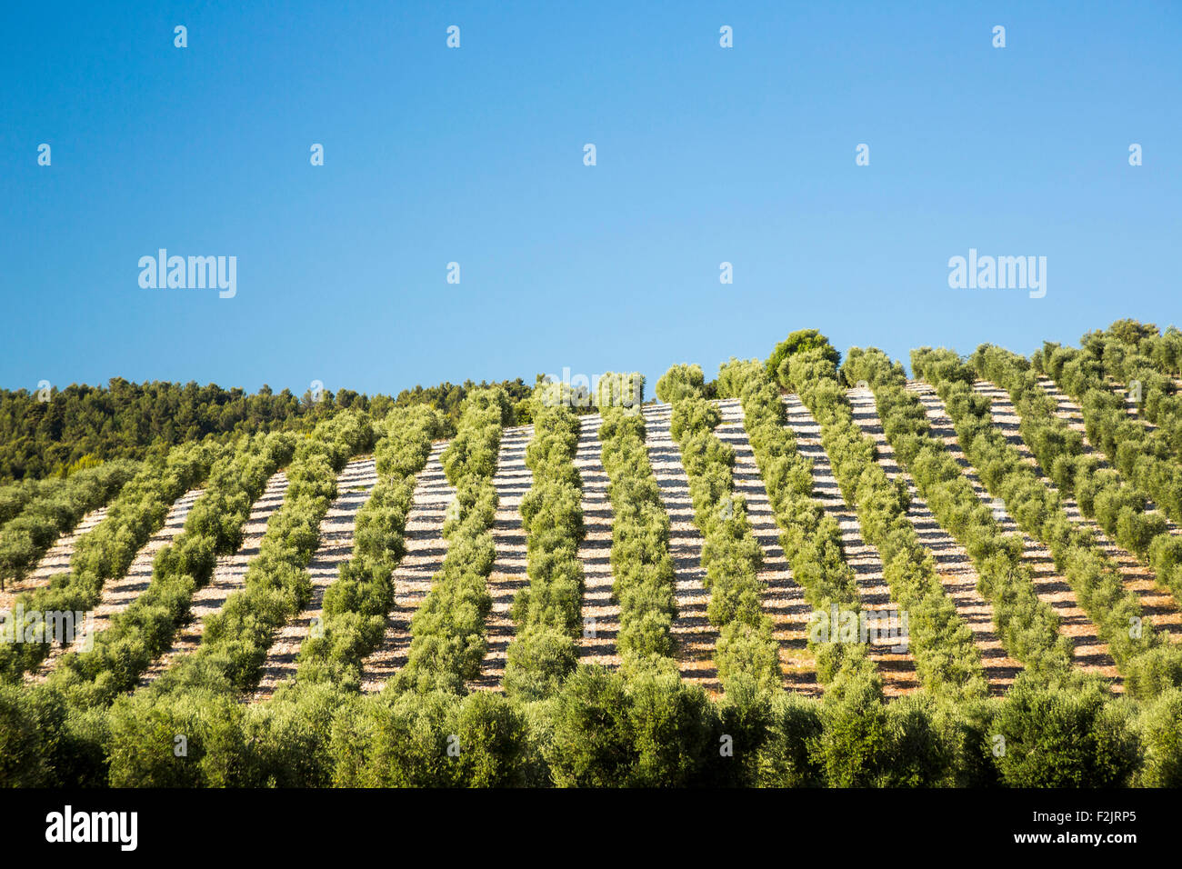 Trees planted italy hi-res stock photography and images - Alamy
