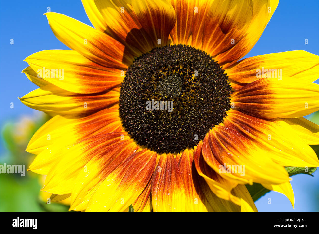 Sun behind the sunflower hi-res stock photography and images - Alamy