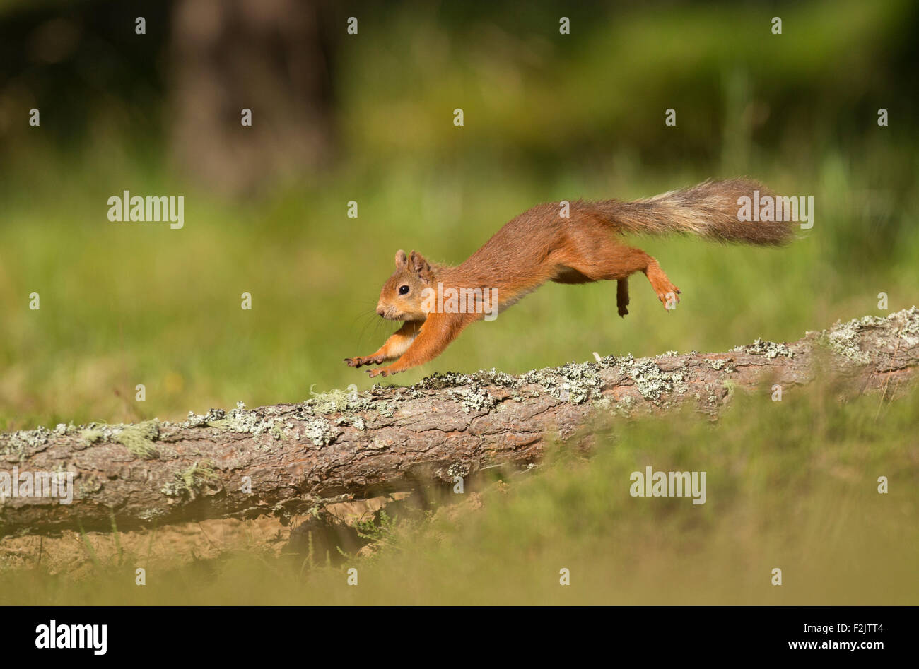 Red Squirrel (Sciurus vulgaris) running across fallen log Stock Photo ...
