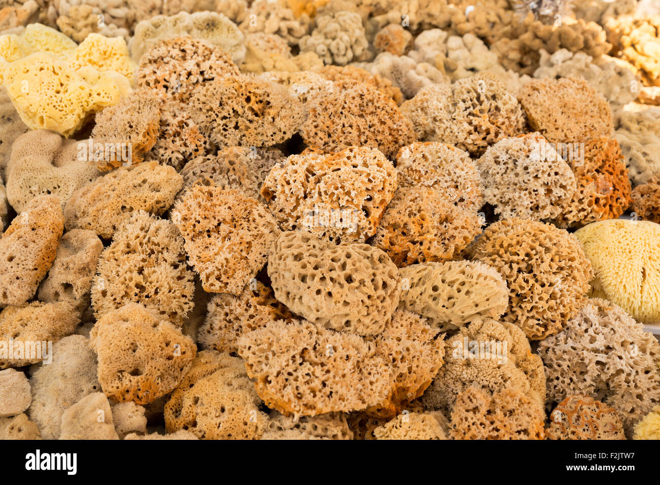 Yellow and brown colored natural sea sponge background in different ...