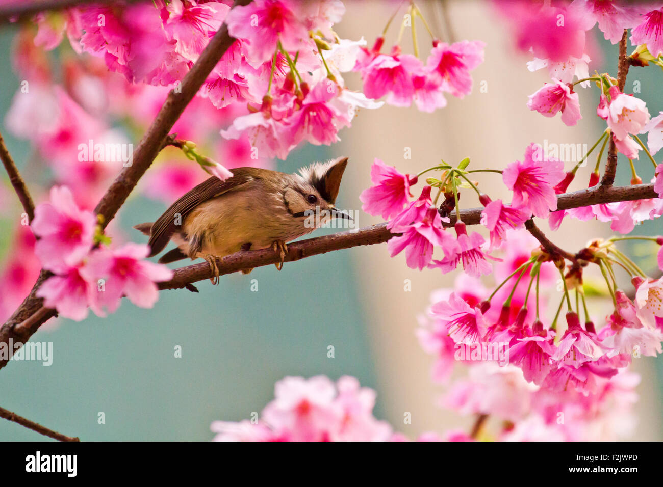 Taiwan Yuhina Attract Honey Of Pink Cherry Blossoms Tree In Forest Yuhina Brunneiceps Stock