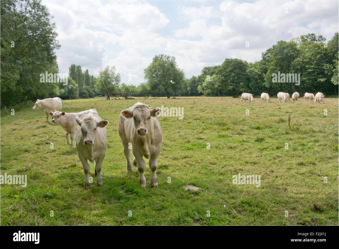 Continental cattle hi-res stock photography and images - Alamy