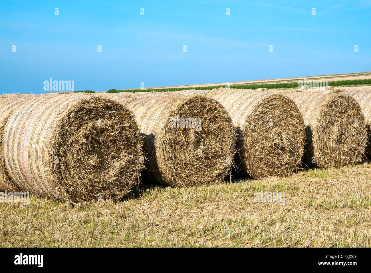 bales of silage Stock Photo - Alamy