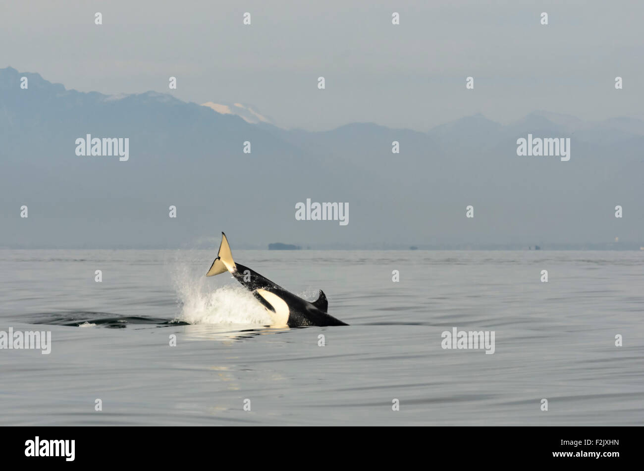 Transient or Bigg's killer whale, Orcinus orca, British Columbia ...