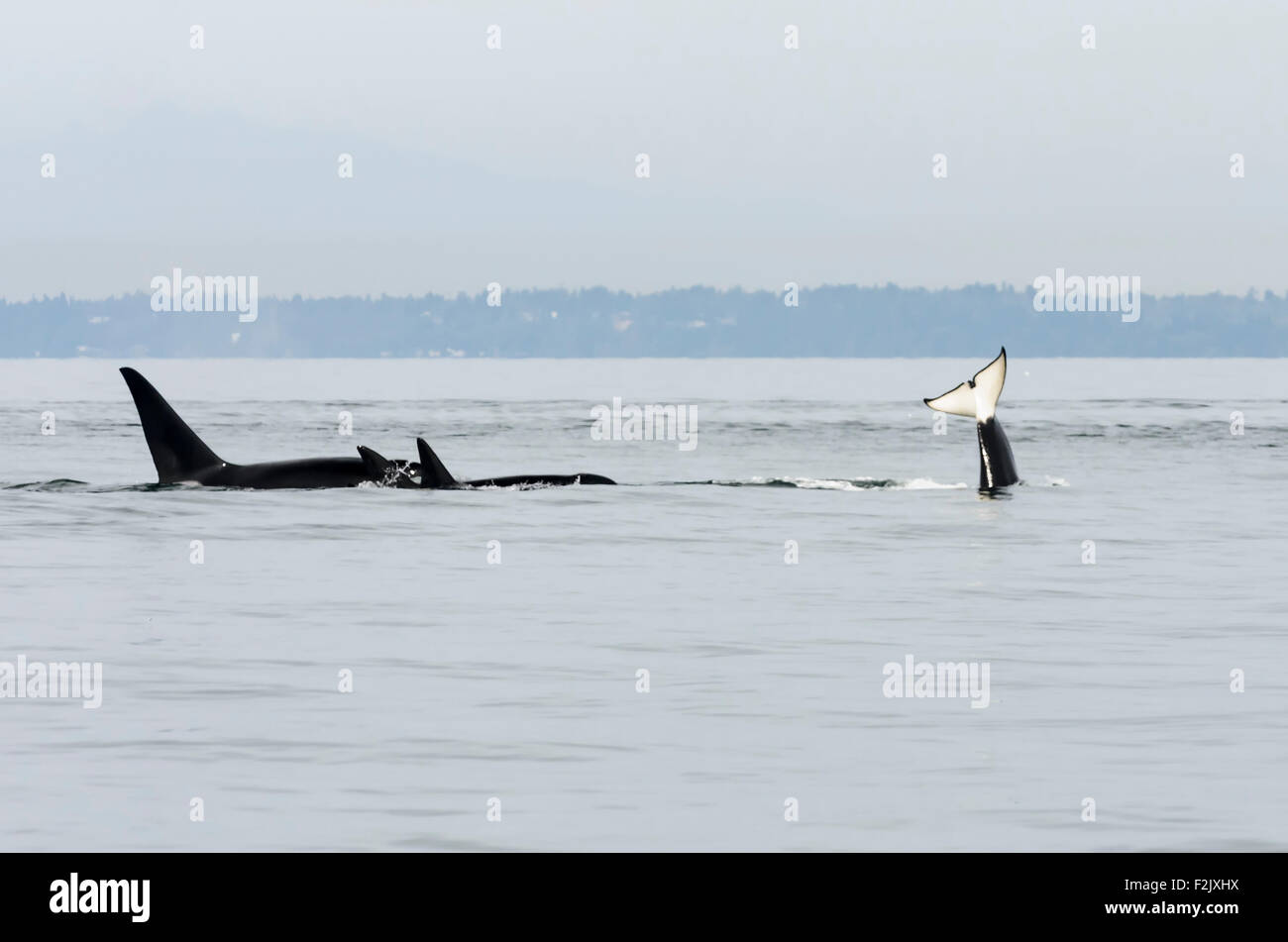 Southern resident killer whales, Orcinus orca, British Columbia, Canada ...