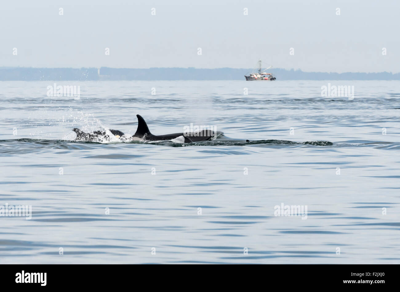Southern resident killer whale hi-res stock photography and images - Alamy