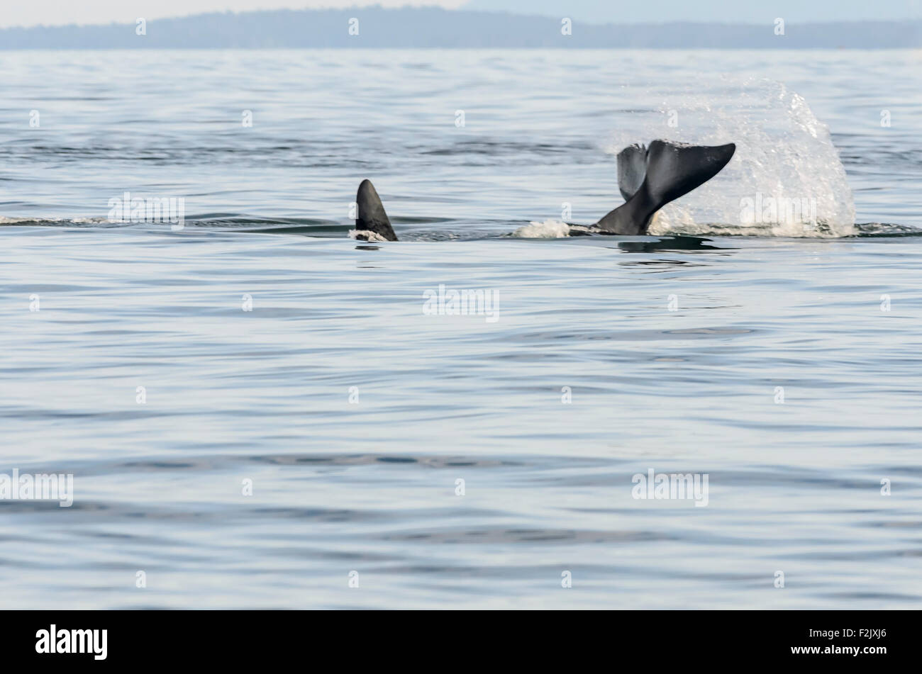 Southern resident orca hi-res stock photography and images - Alamy