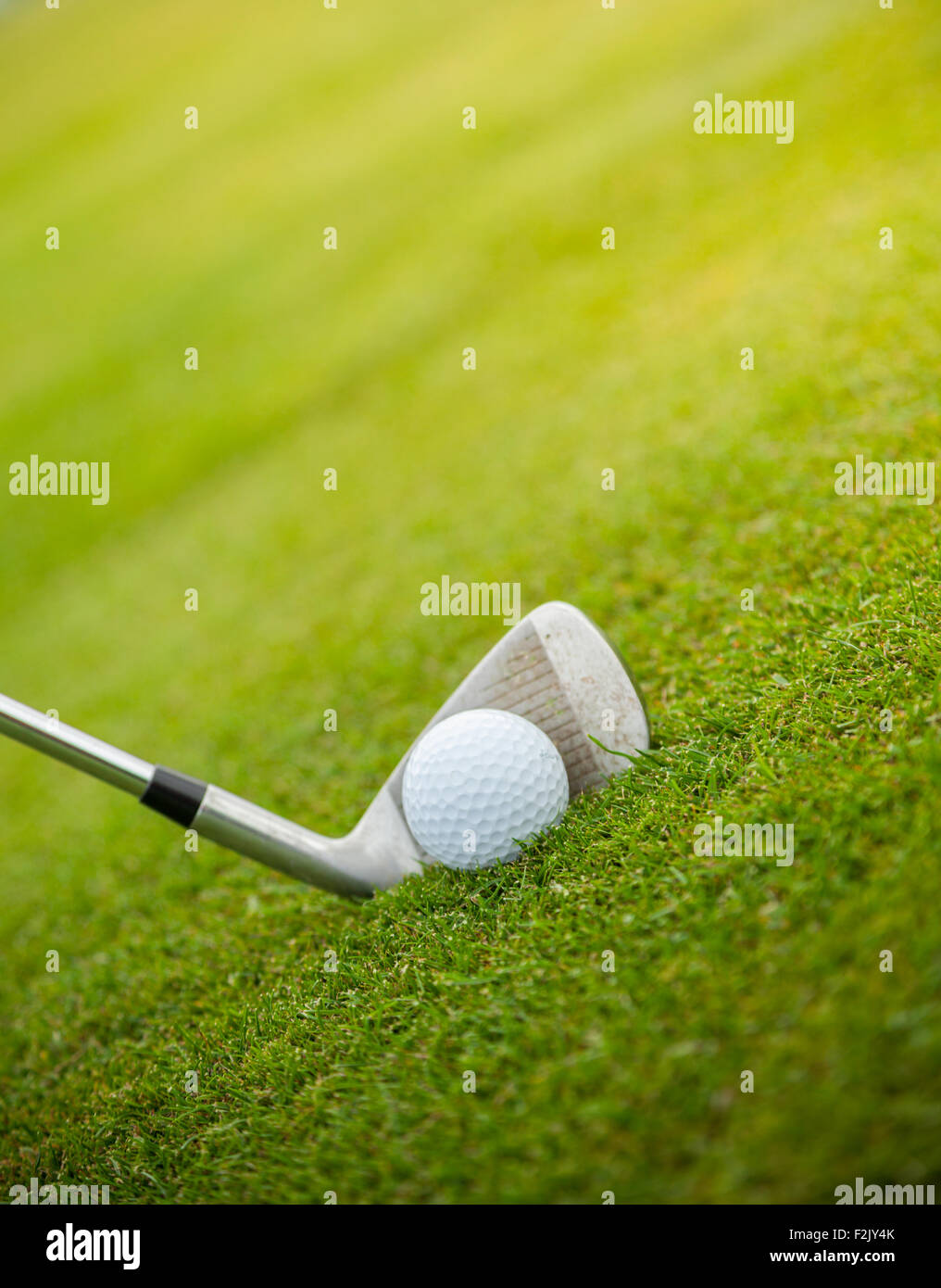 Golf club and ball in grass Stock Photo - Alamy