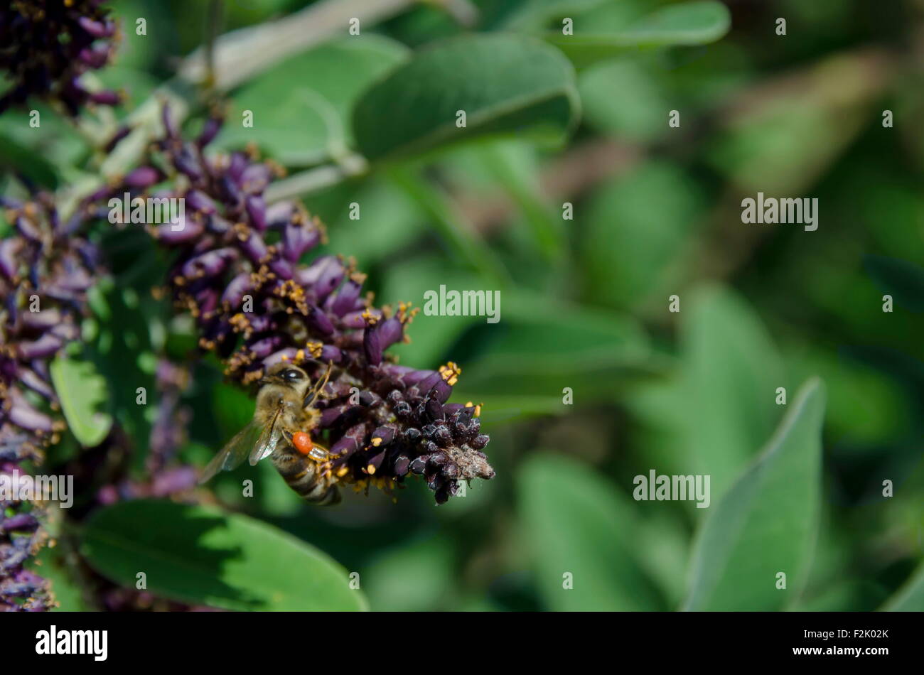 Bee on butterfly or buddleja bush, purple flower in summer, Sofia ...