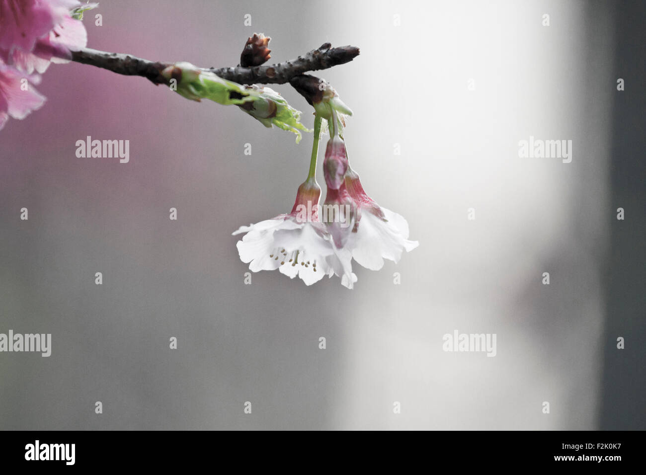 Beautiful background hi-res stock photography and images - Alamy