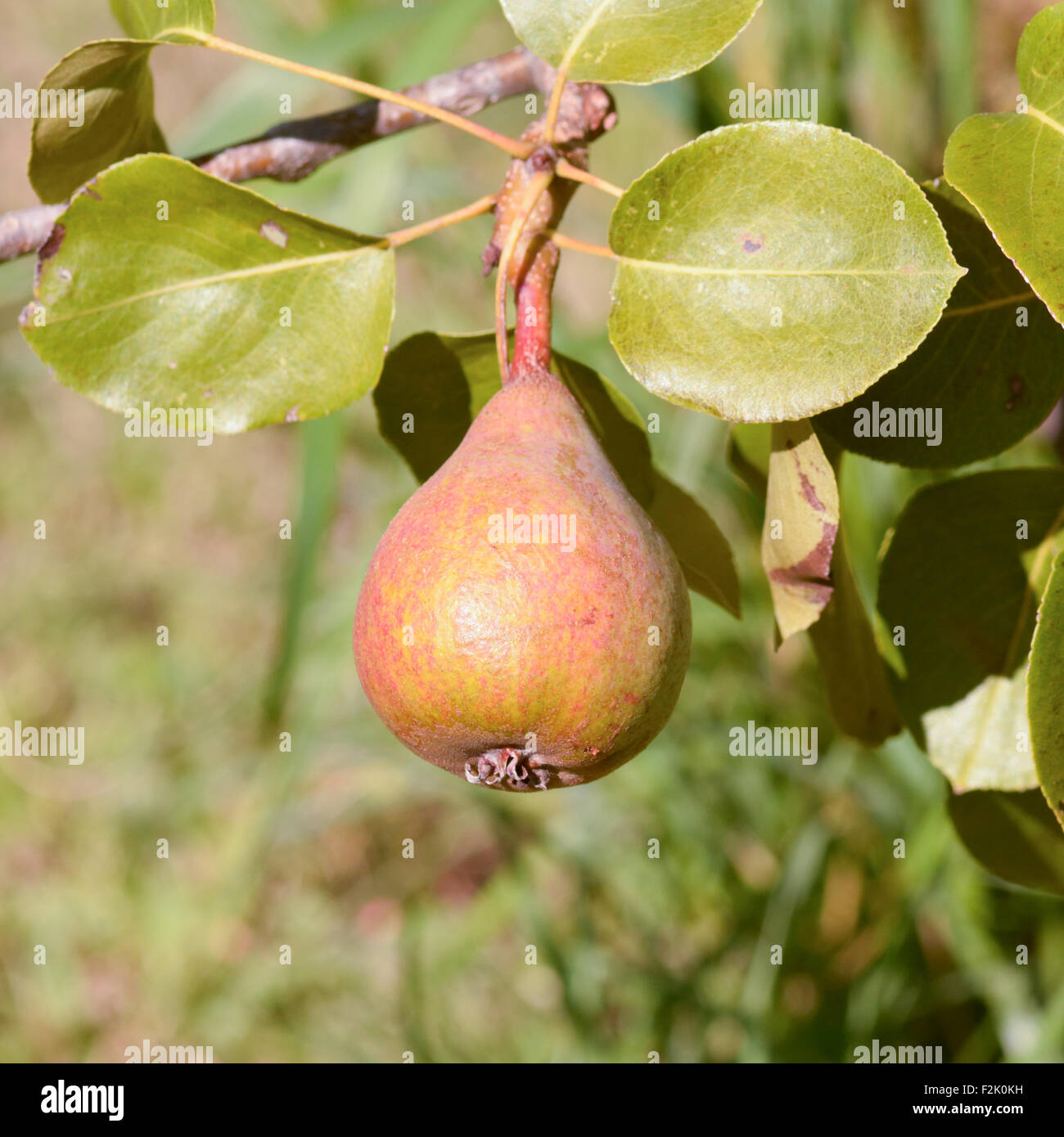 Pears (European Pear - pyrus communis) growing on tree in French ...