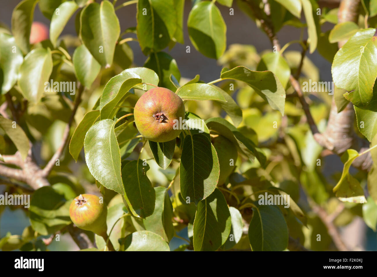 Red pears on tree in orchard hi-res stock photography and images - Alamy