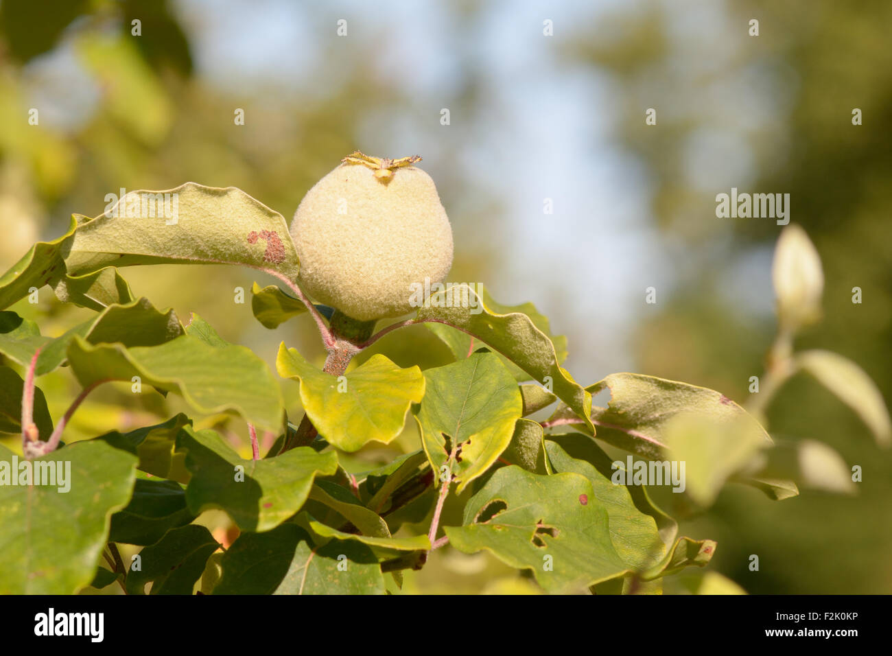 Quince (Cydonia oblonga) growing on tree in French orchard Stock Photo ...