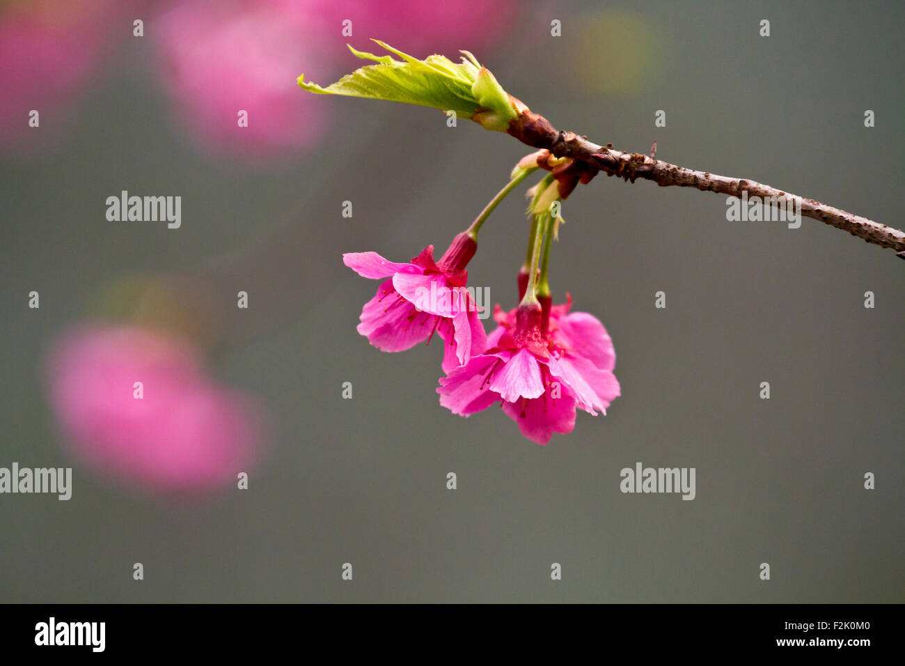 beautiful background of pink cerry blossoms Stock Photo - Alamy