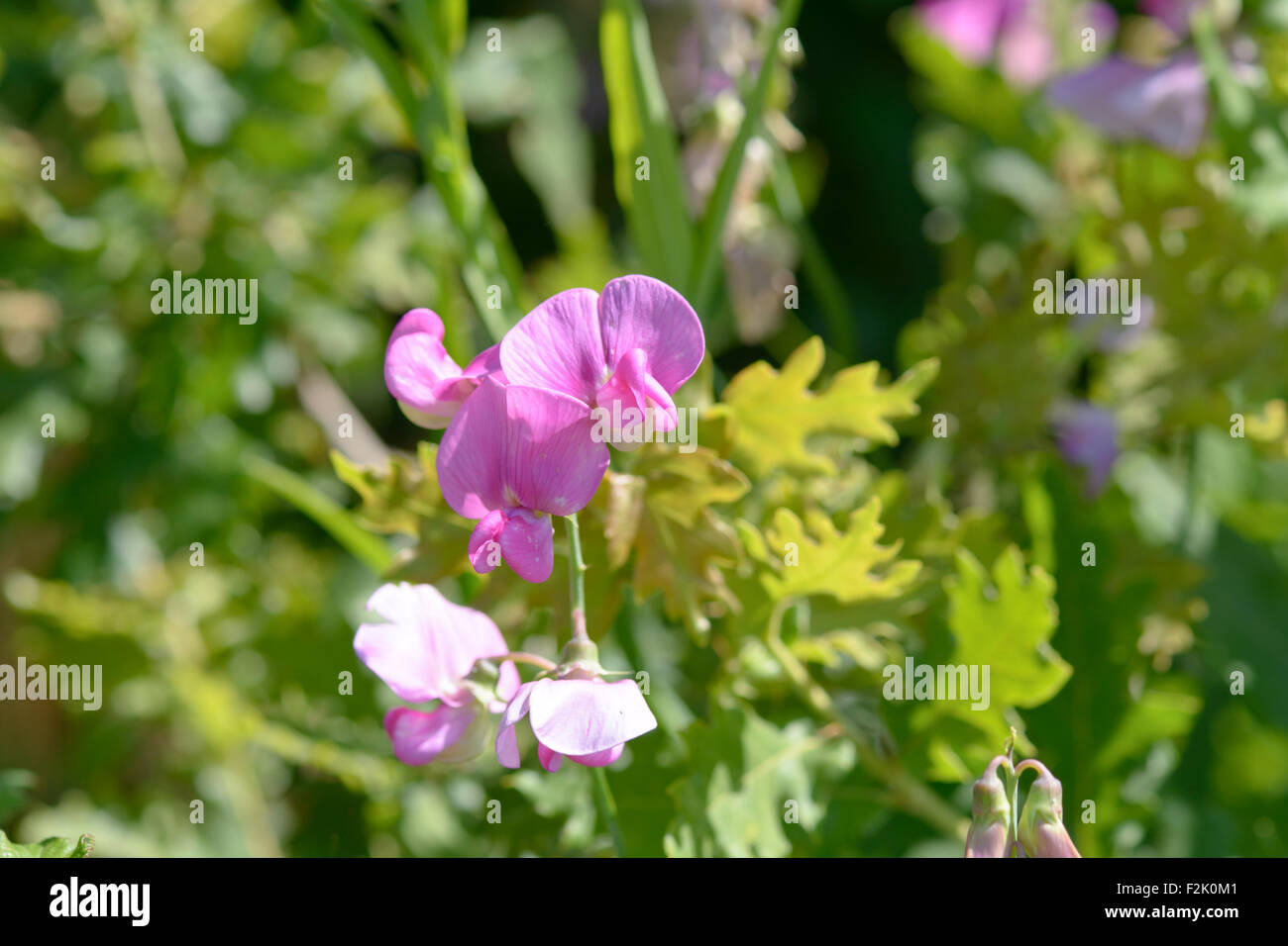 Wild sweet pea flowers (Lathyrus odoratus Stock Photo - Alamy