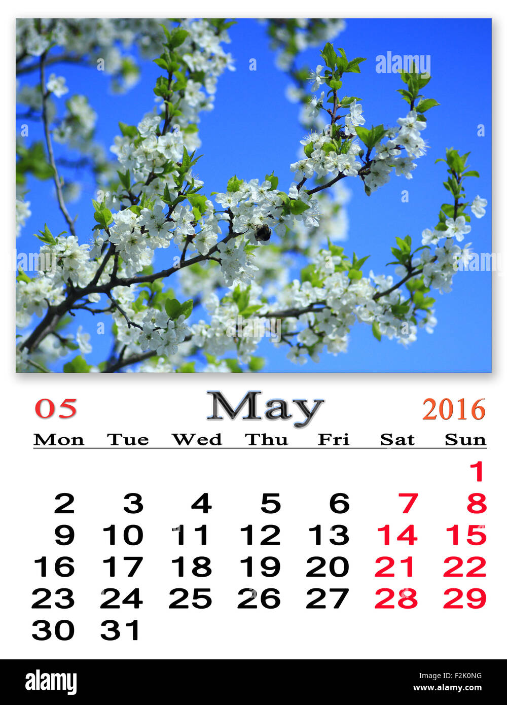 calendar for May 2016 on the background of flying bumblebee Stock Photo ...