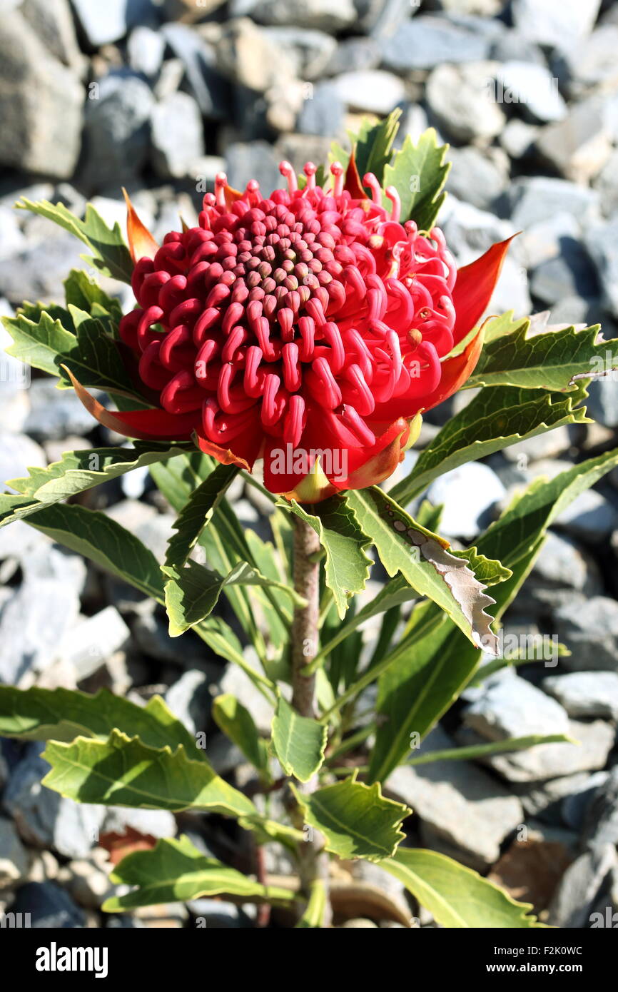 Single Waratah High Resolution Stock Photography and Images - Alamy