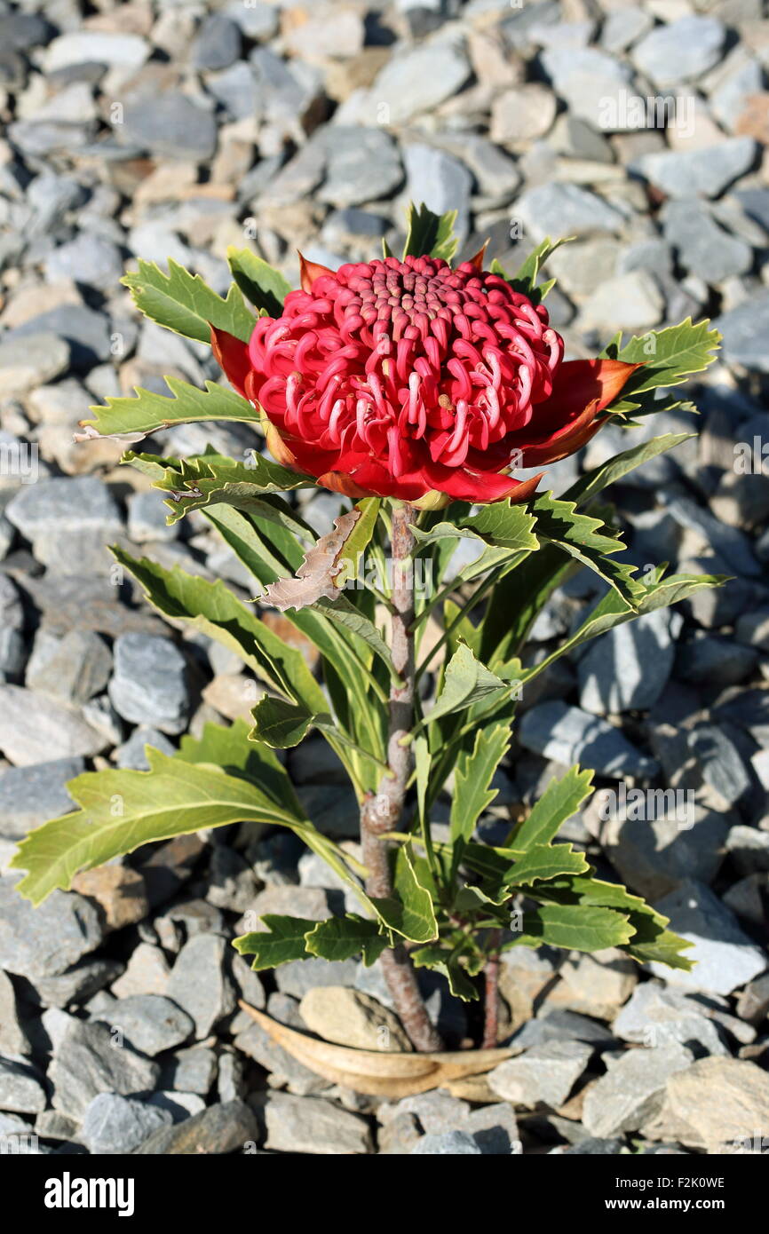 Telopea speciosissima or also known as Waratah Stock Photo - Alamy