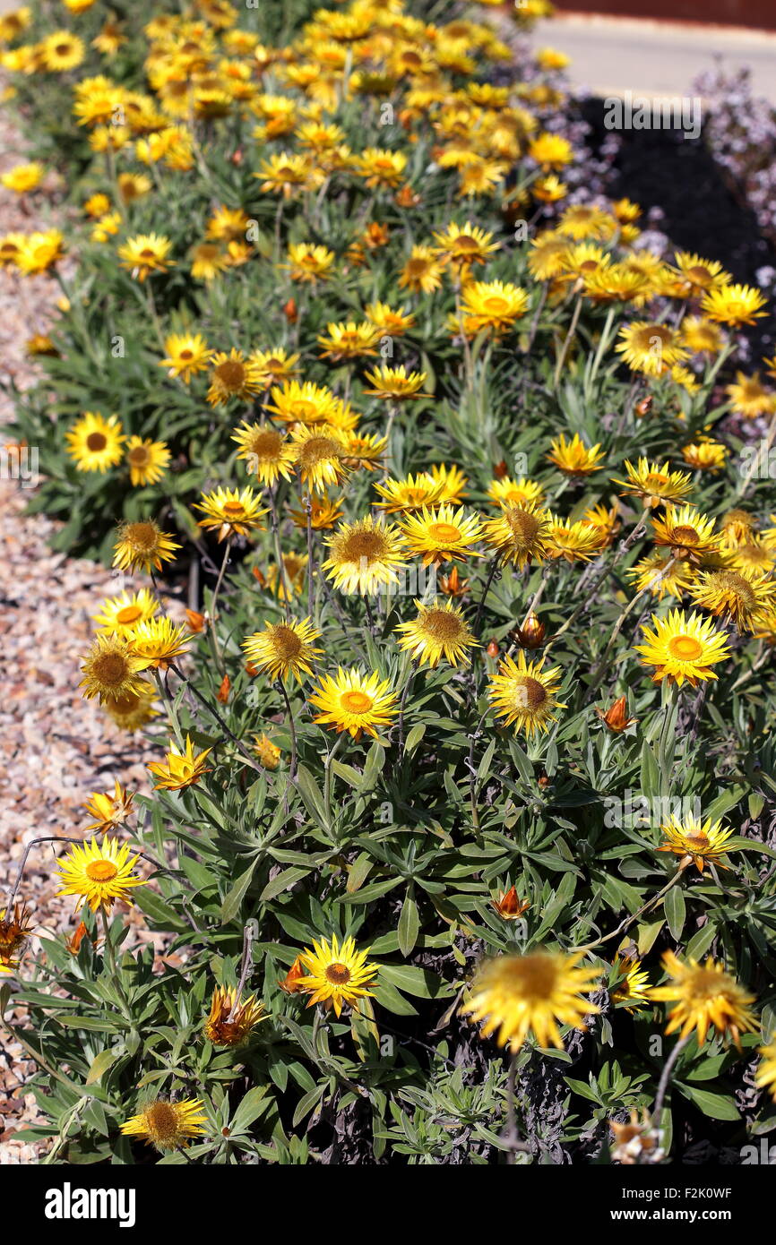 Bracteantha Bracteata or also known as Paper Daisy Stock Photo - Alamy