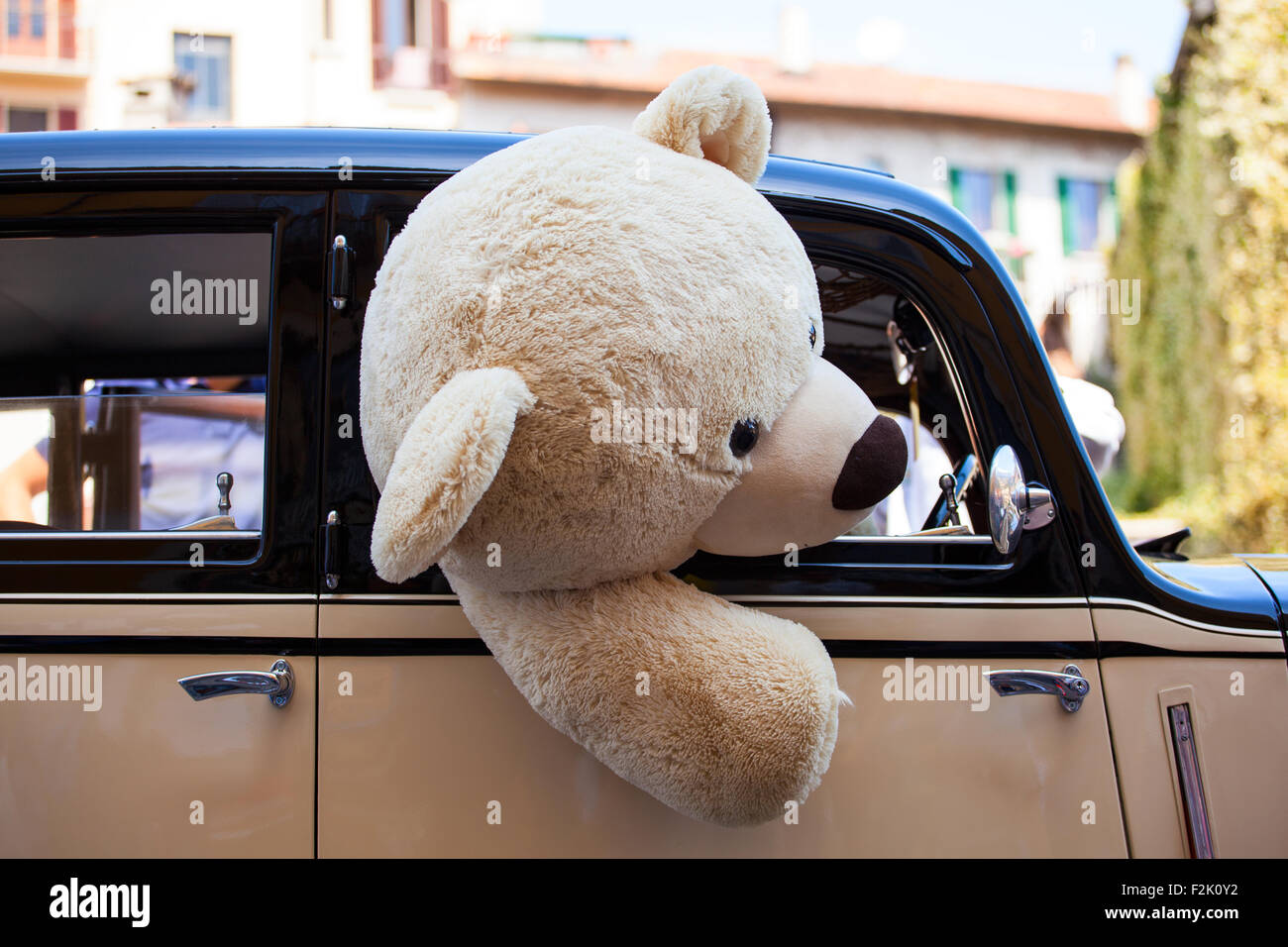 Teddy model hi-res stock photography and images - Alamy