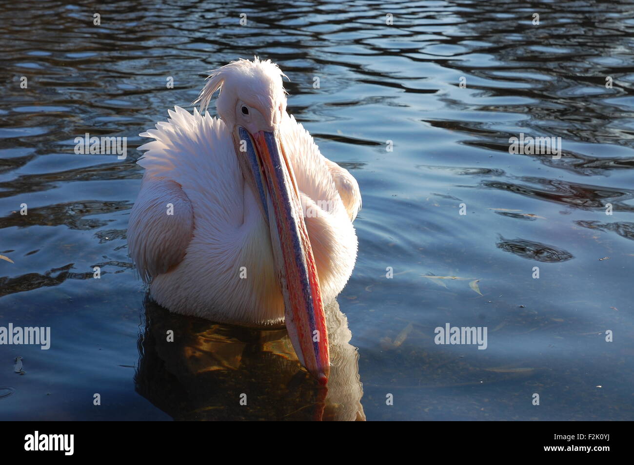 Pelican standing hi-res stock photography and images - Alamy