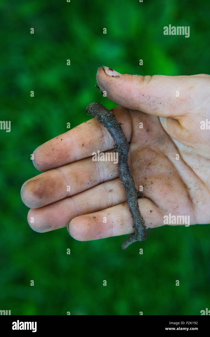 Earthworms children High Resolution Stock Photography and Images - Alamy