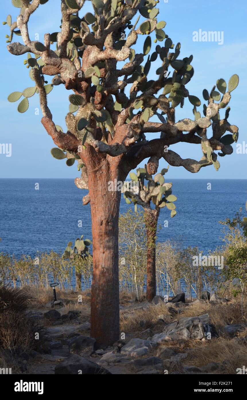 Prickly pear tree hi-res stock photography and images - Alamy