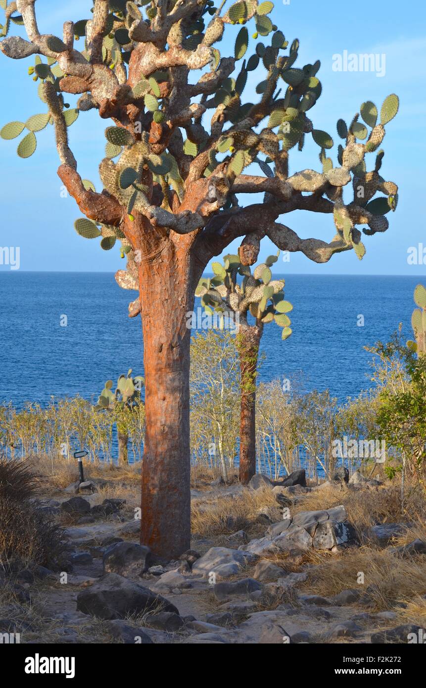Major prickly pear hi-res stock photography and images - Alamy