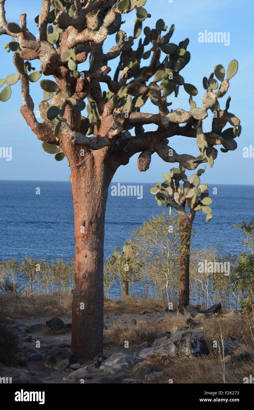 Major prickly pear hi-res stock photography and images - Alamy