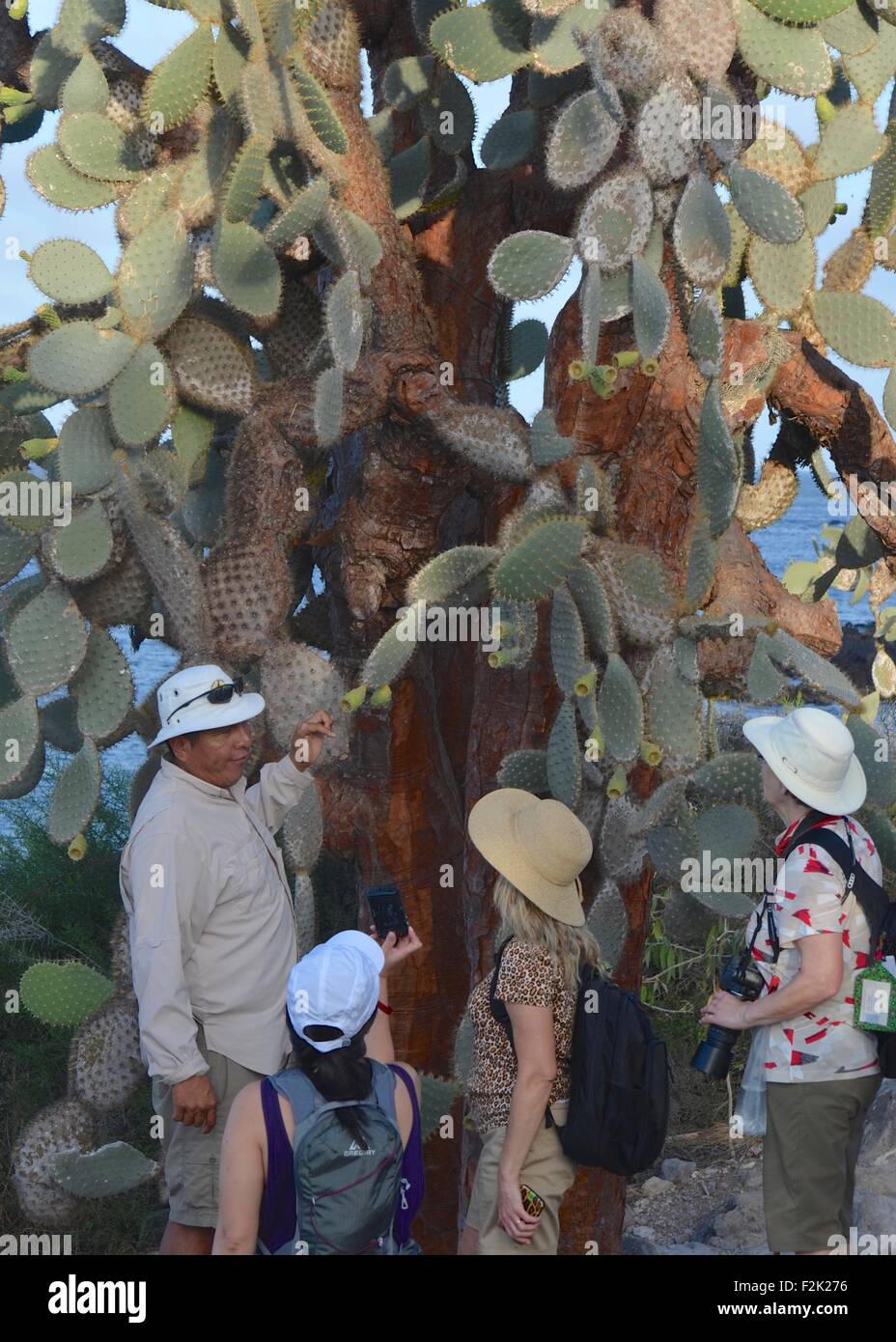 A naturalist guide explains the Opuntia echios (Galapagos Prickly Pear ...