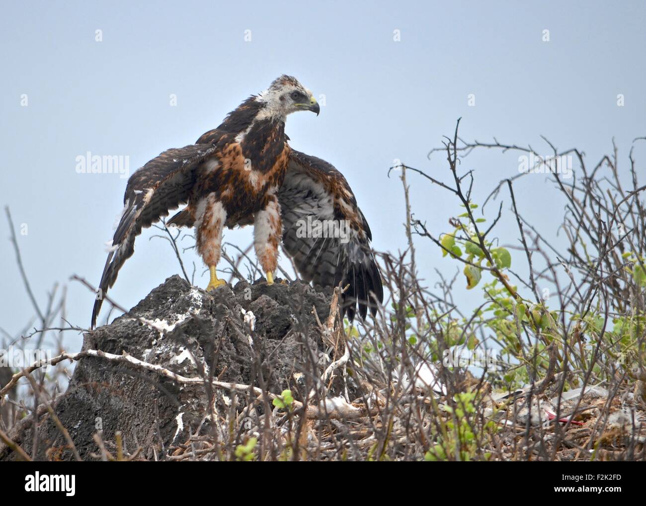 Galapagos hawk nest hi-res stock photography and images - Alamy