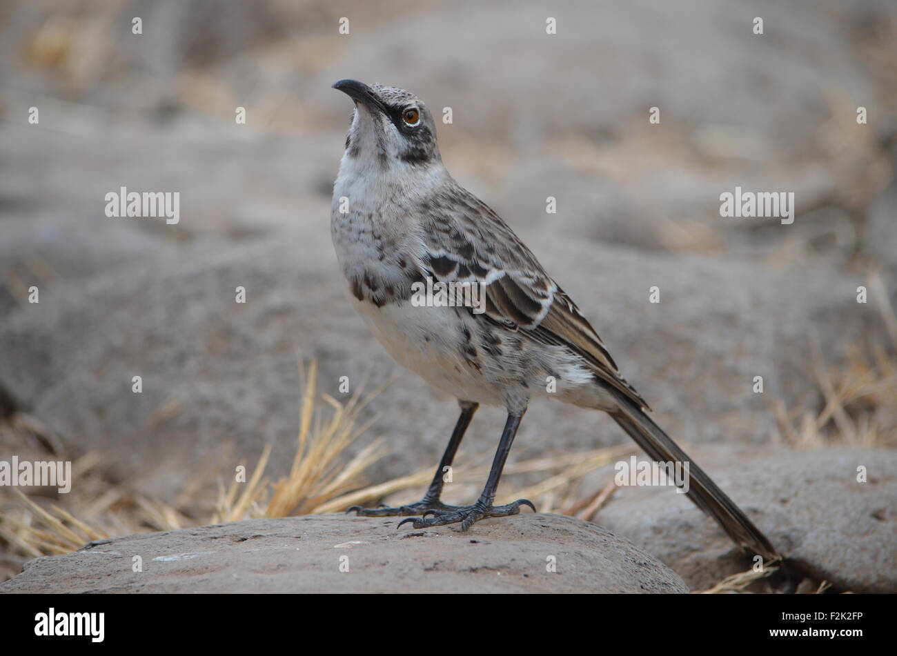 The hood mockingbird (Mimus macdonaldi) also known as the Española ...