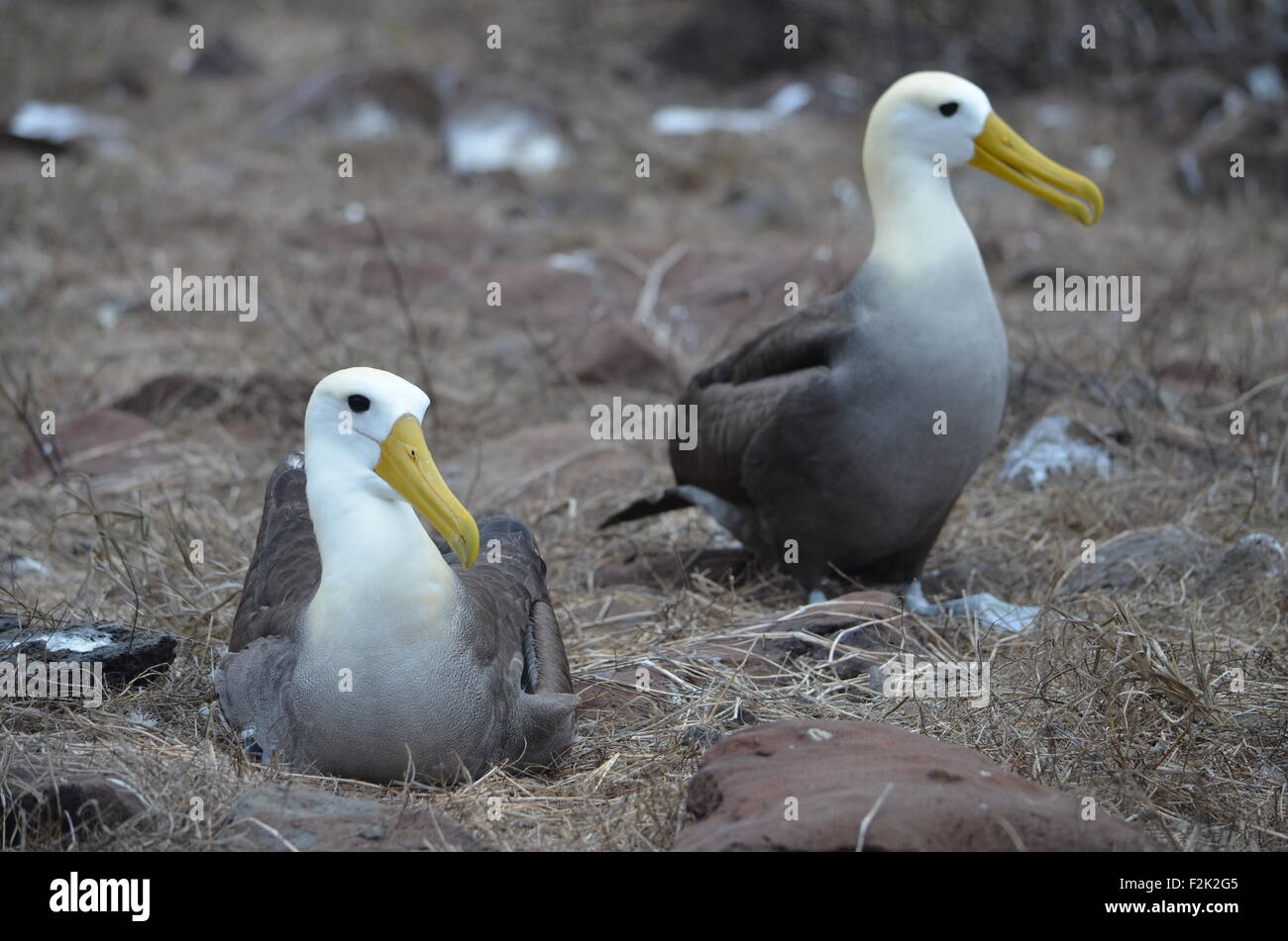 Waved Albatross (also known as Galapagos Albatross), in a nesting ...