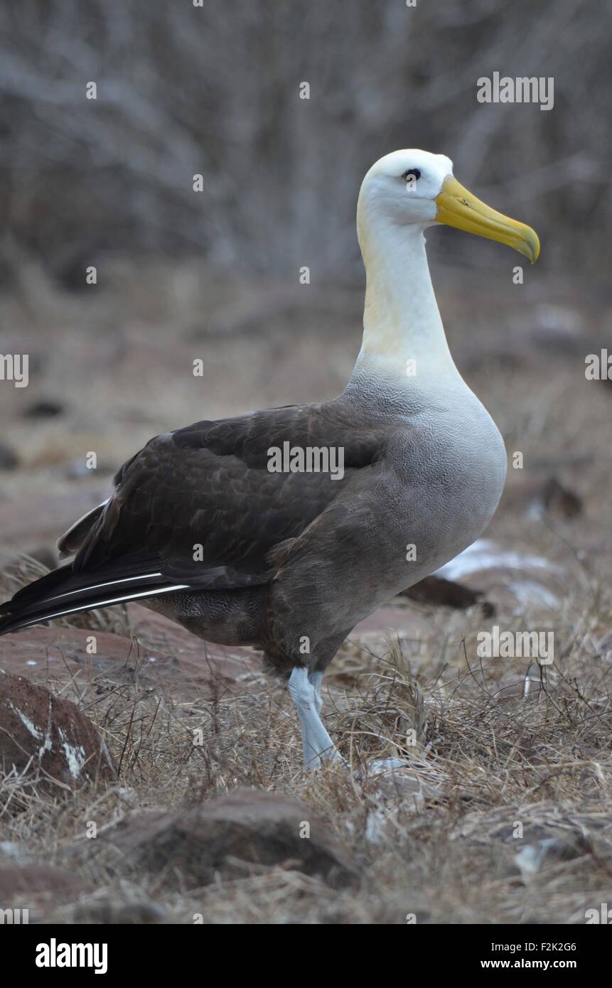 Waved Albatross (also known as Galapagos Albatross), in a nesting ...
