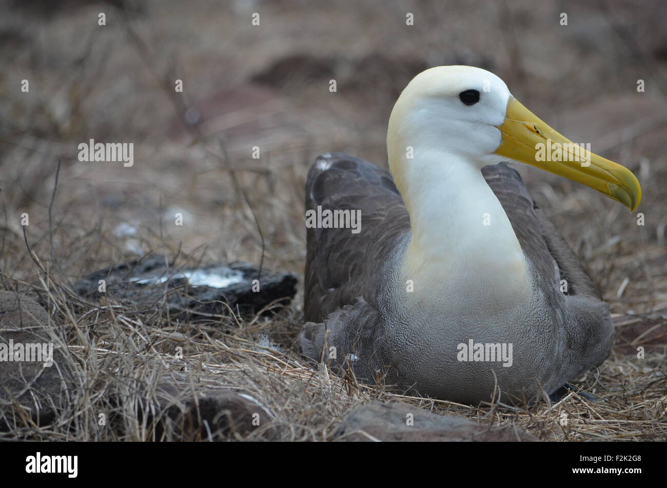 Bird in nest on galapagos hi-res stock photography and images - Alamy