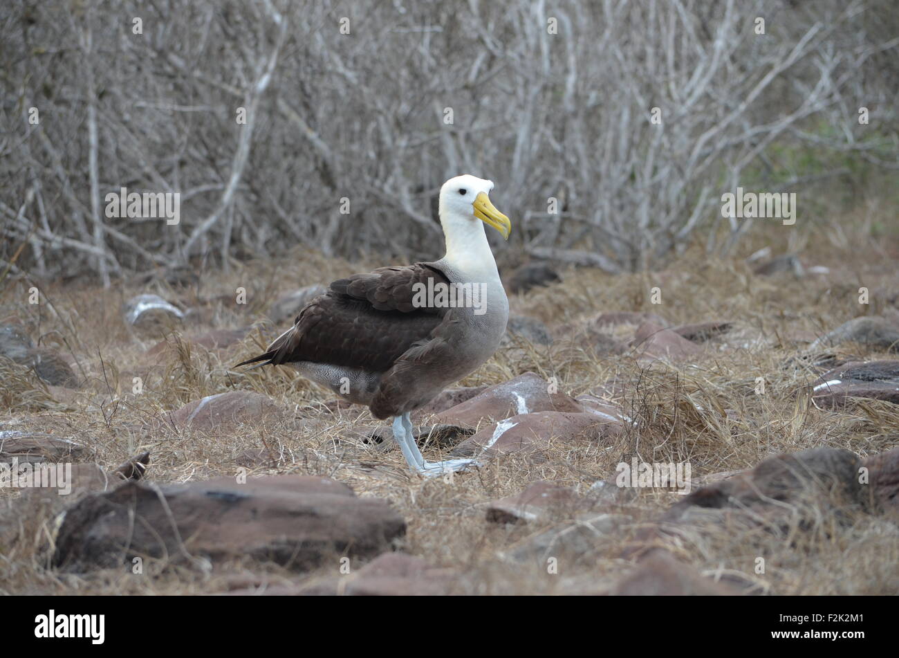 Waved Albatross (also known as Galapagos Albatross), in a nesting ...
