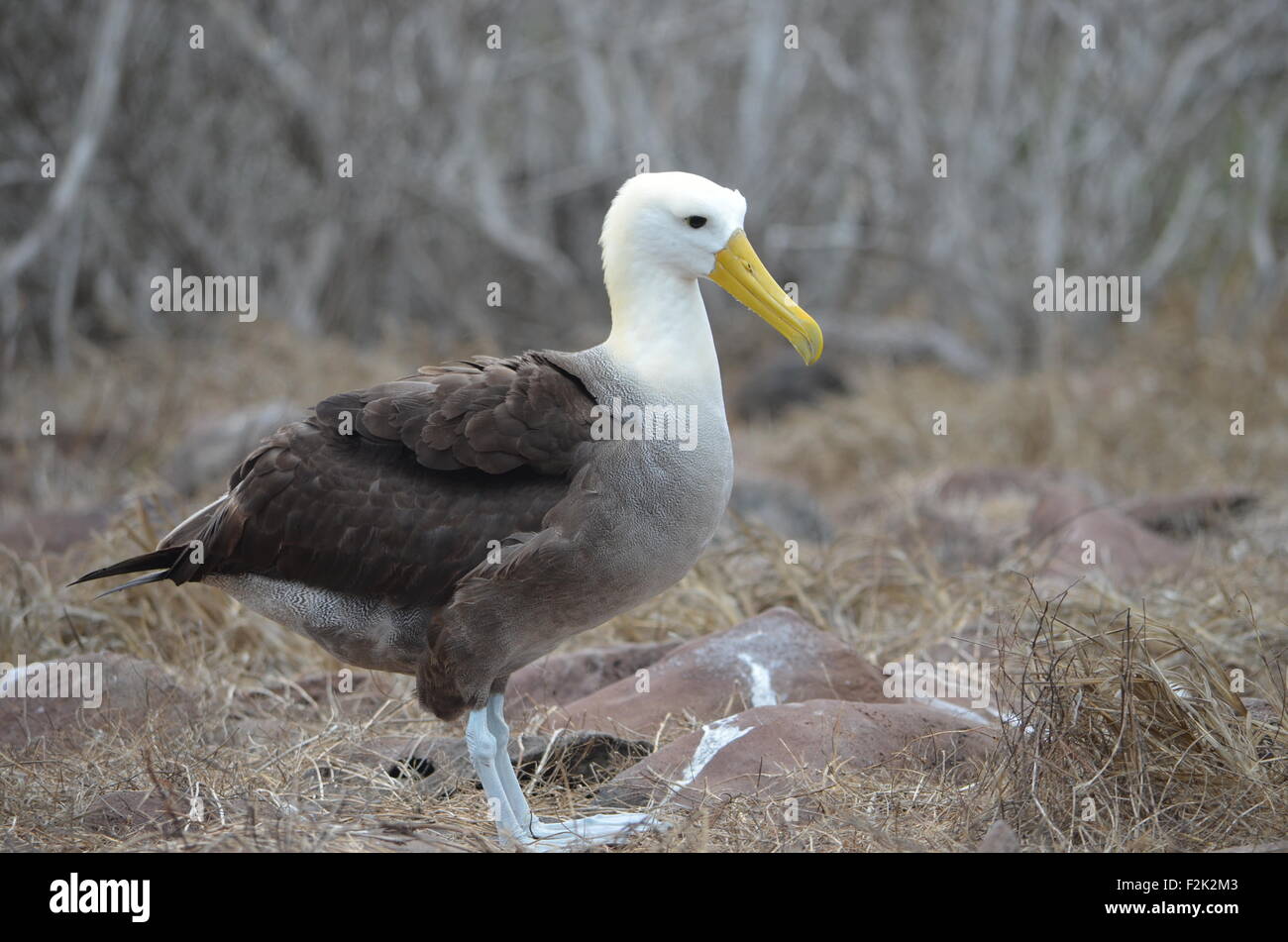 Waved Albatross (also known as Galapagos Albatross), in a nesting ...
