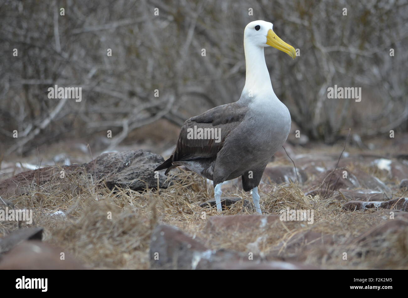 Waved Albatross (also known as Galapagos Albatross), in a nesting ...