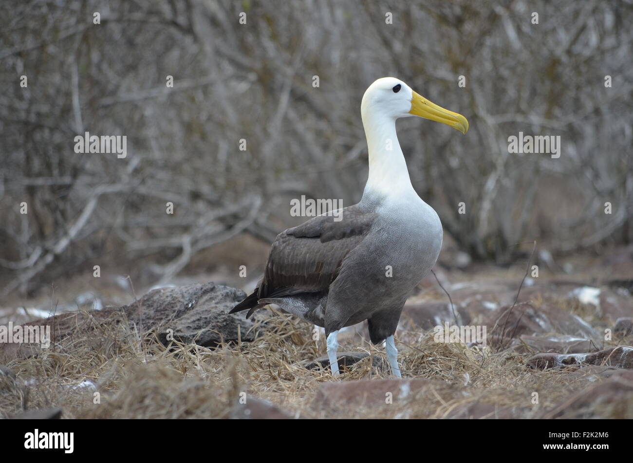 Waved Albatross (also known as Galapagos Albatross), in a nesting ...