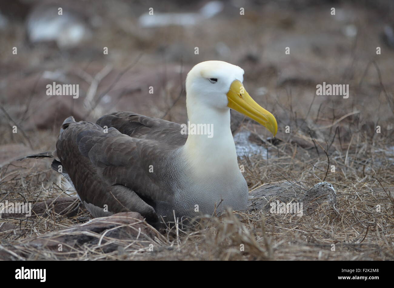 Waved Albatross (also known as Galapagos Albatross), in a nesting ...