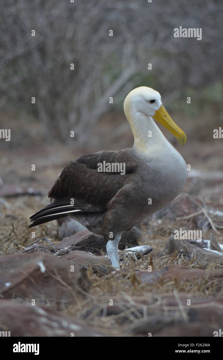 Waved Albatross (also known as Galapagos Albatross), in a nesting ...