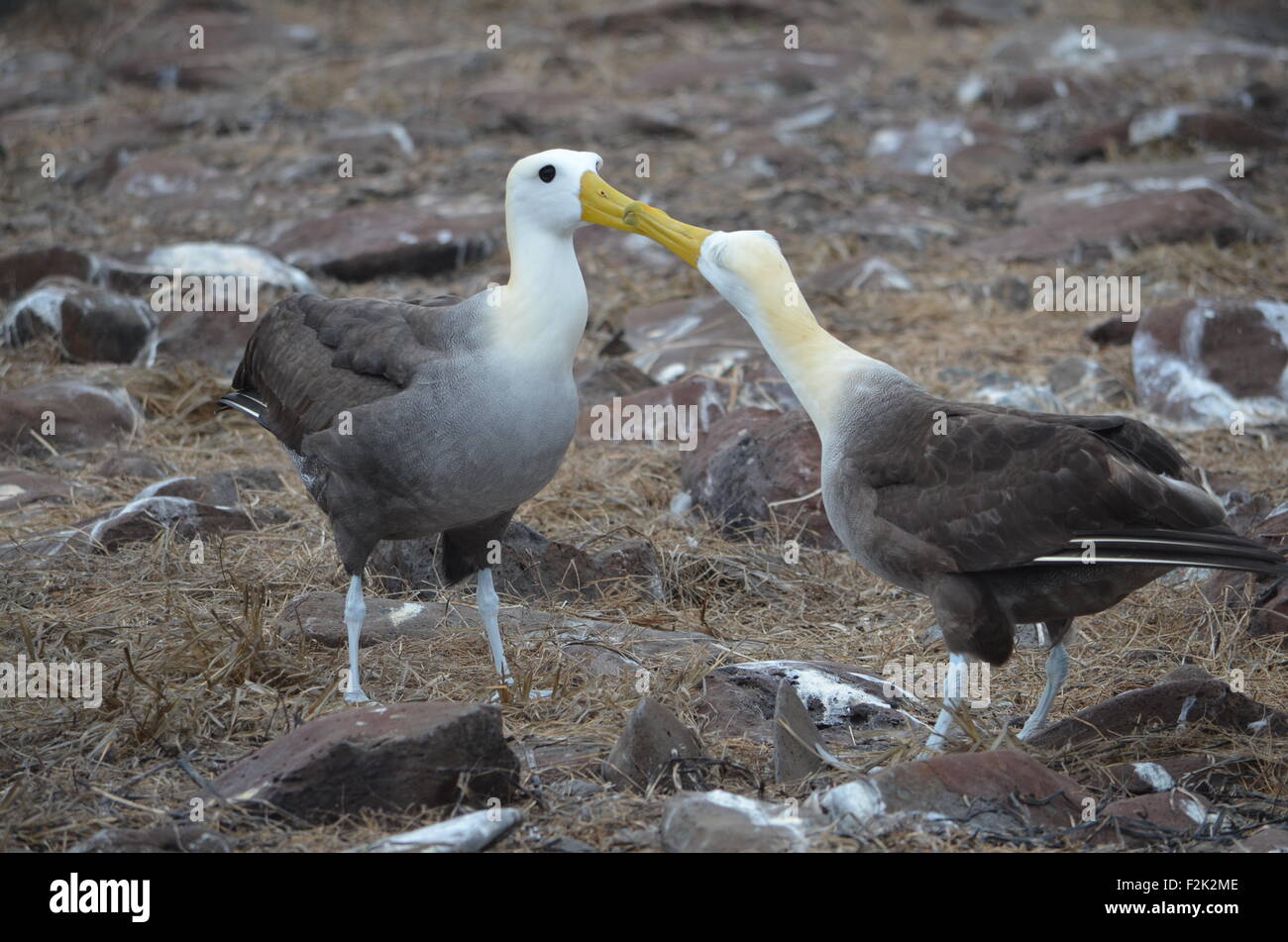 Bird ritual nest hi-res stock photography and images - Alamy