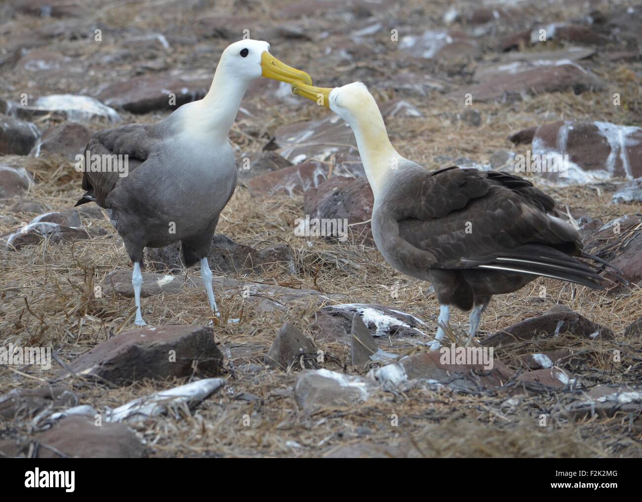Waved Albatross (also known as Galapagos Albatross), in a nesting ...