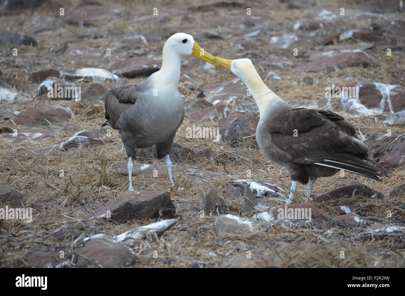 Waved Albatross (also known as Galapagos Albatross), in a nesting ...