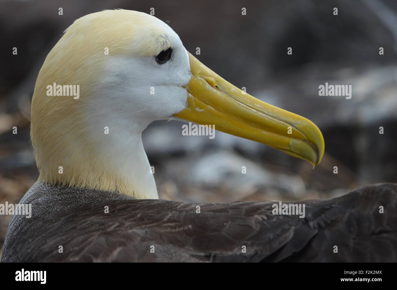 Waved Albatross (also known as Galapagos Albatross), in a nesting ...