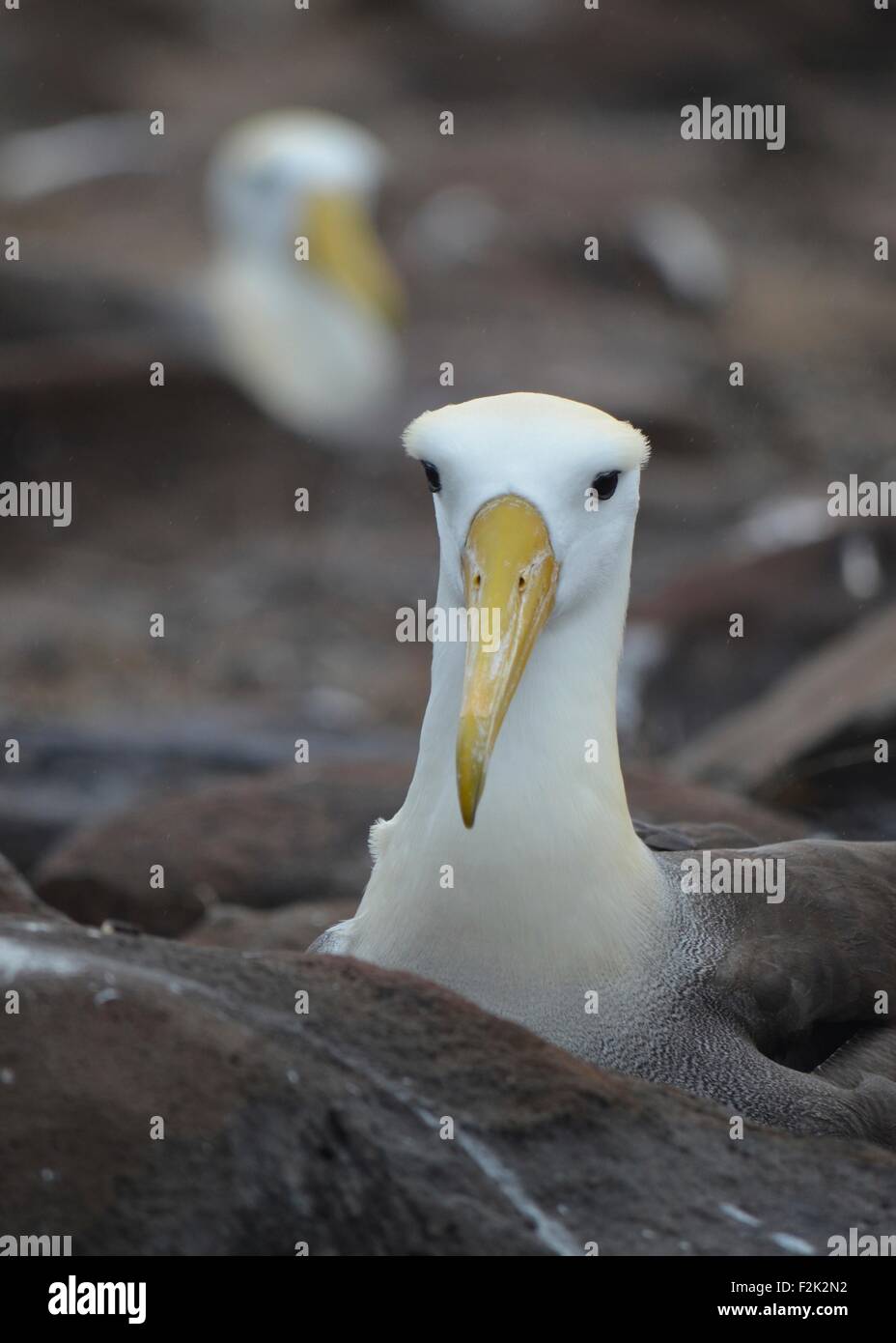 Waved Albatross (also known as Galapagos Albatross), in a nesting ...